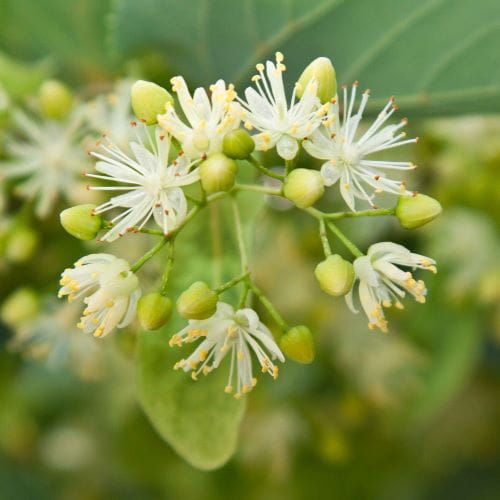 Pollinator-friendly flowering trees