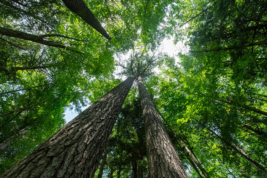 Hartwick Pines Visitor Center