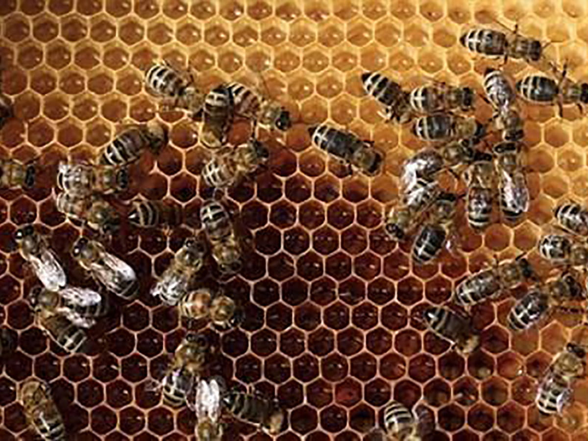 Mitchell State Park - July 13, Hive Minds: The Buzz on Bee Health and ...