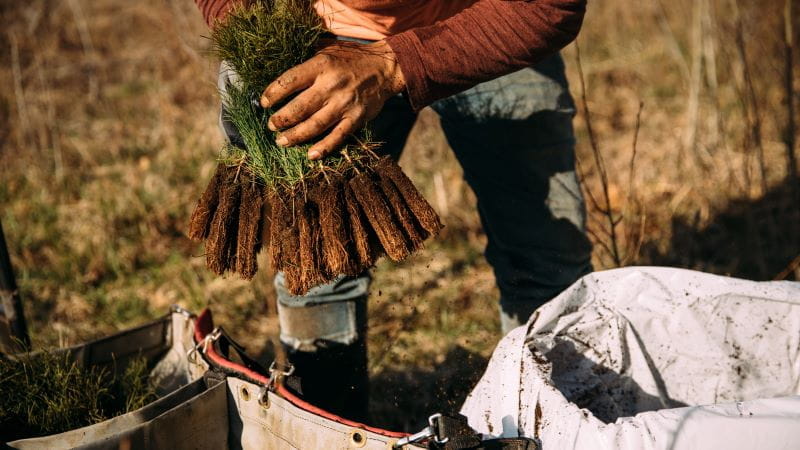 Pine Cone Picking Vendor Program
