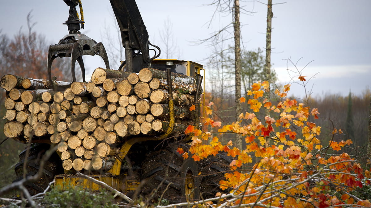 Commercial Timber Sales