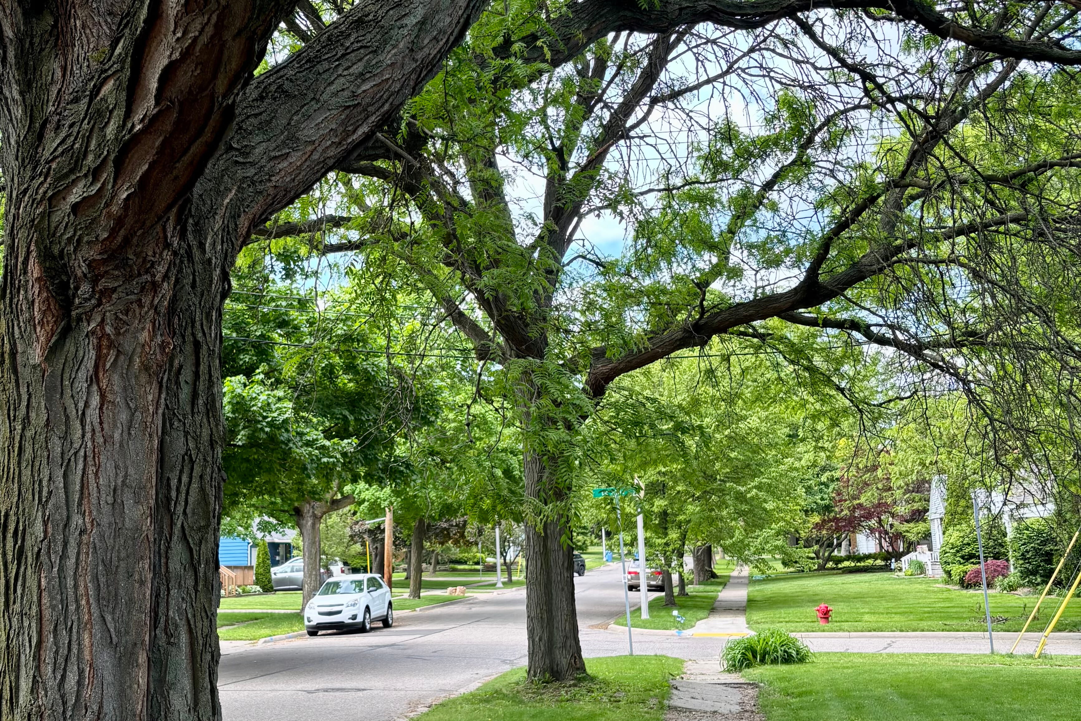 Urban and Community Forestry