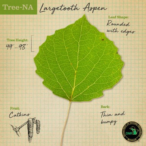 Michigan Trees: Bigtooth Aspen