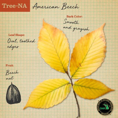 Beech Tree Leaves Identification