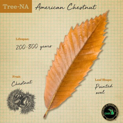 Michigan Trees: American Chestnut