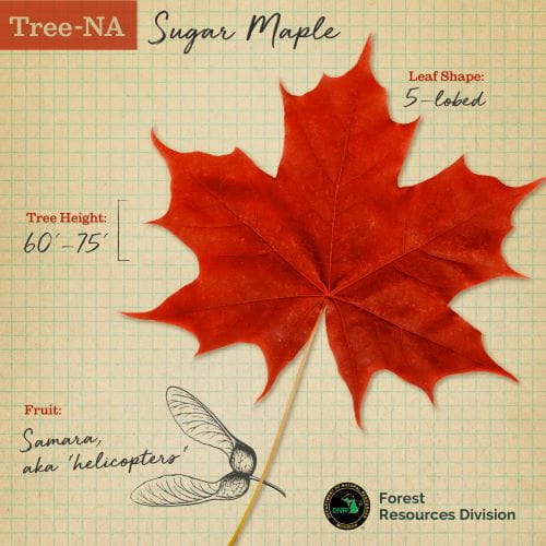 Michigan Trees: Sugar Maple