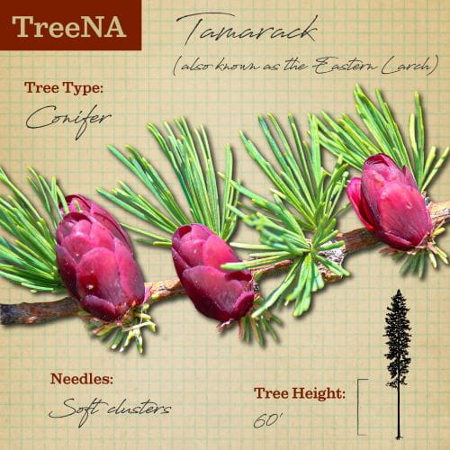 tamarack identification