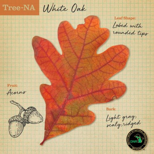 White Oak Tree Leaves Identification