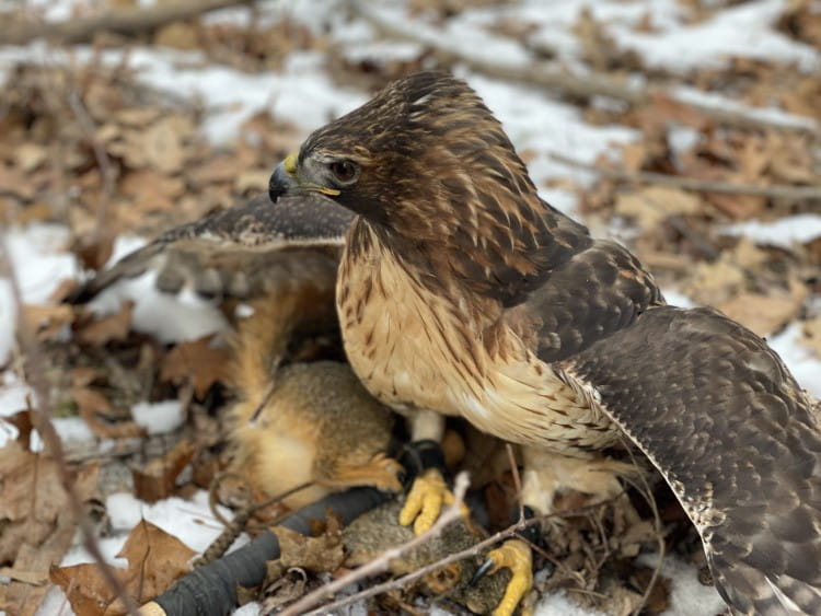 Red Tailed Hawk Talons