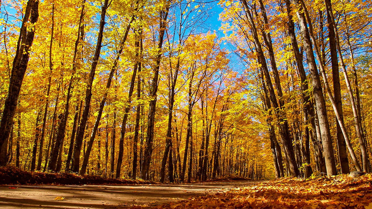 Statewide Forest Action Plan
