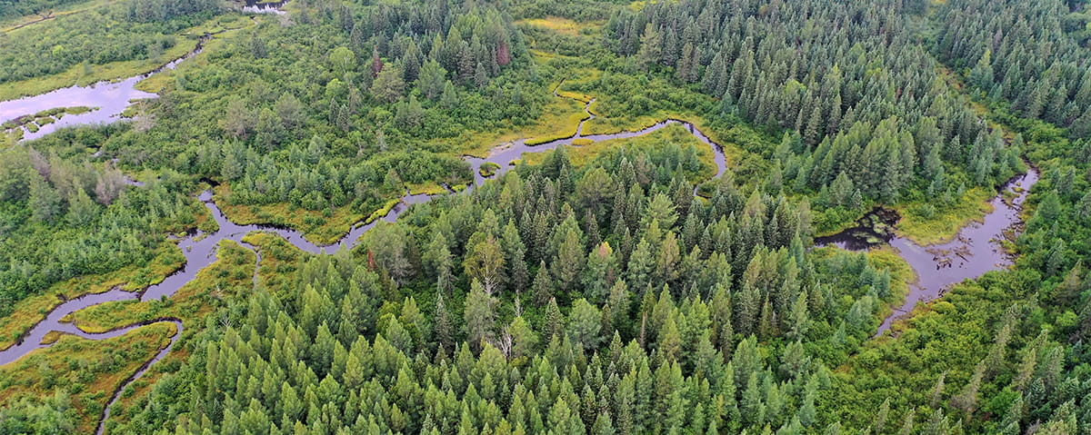 The Good Neighbor Authority: Co-managing Michigan’s Forests