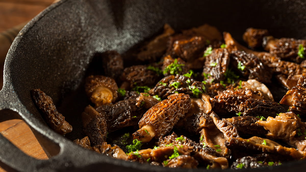 Collecting, Preparing and Cooking Morel Mushrooms