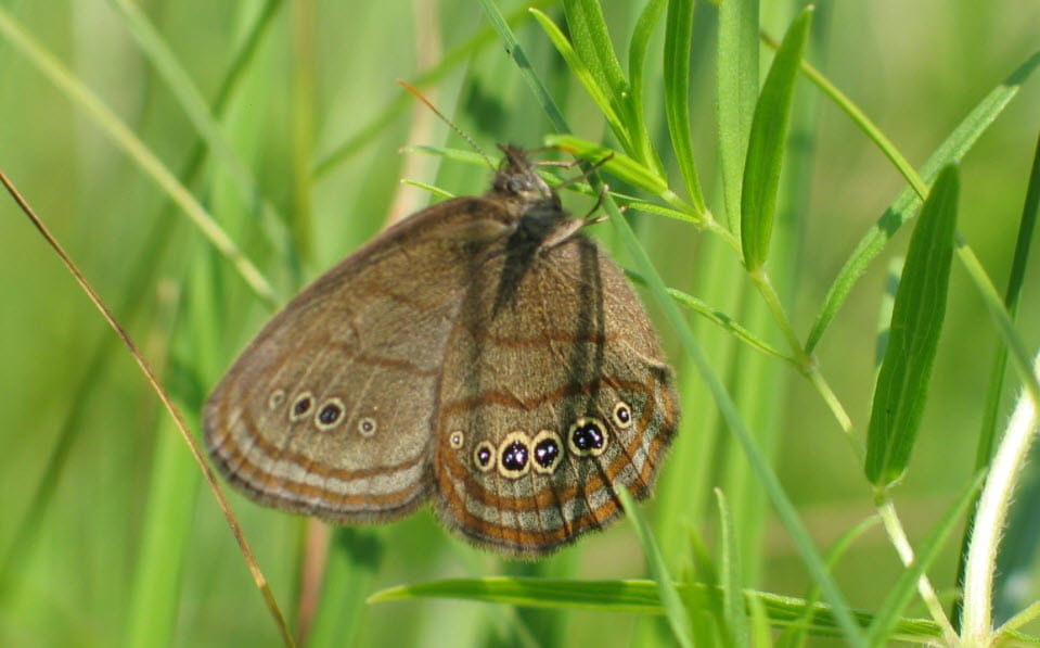Mitchell's satyr butterfly (Neonympha mitchellii mitchellii)