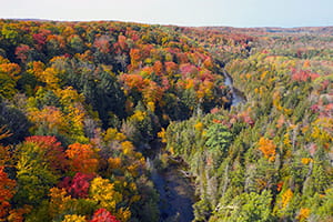 Sustainably Managing Michigan's Forests