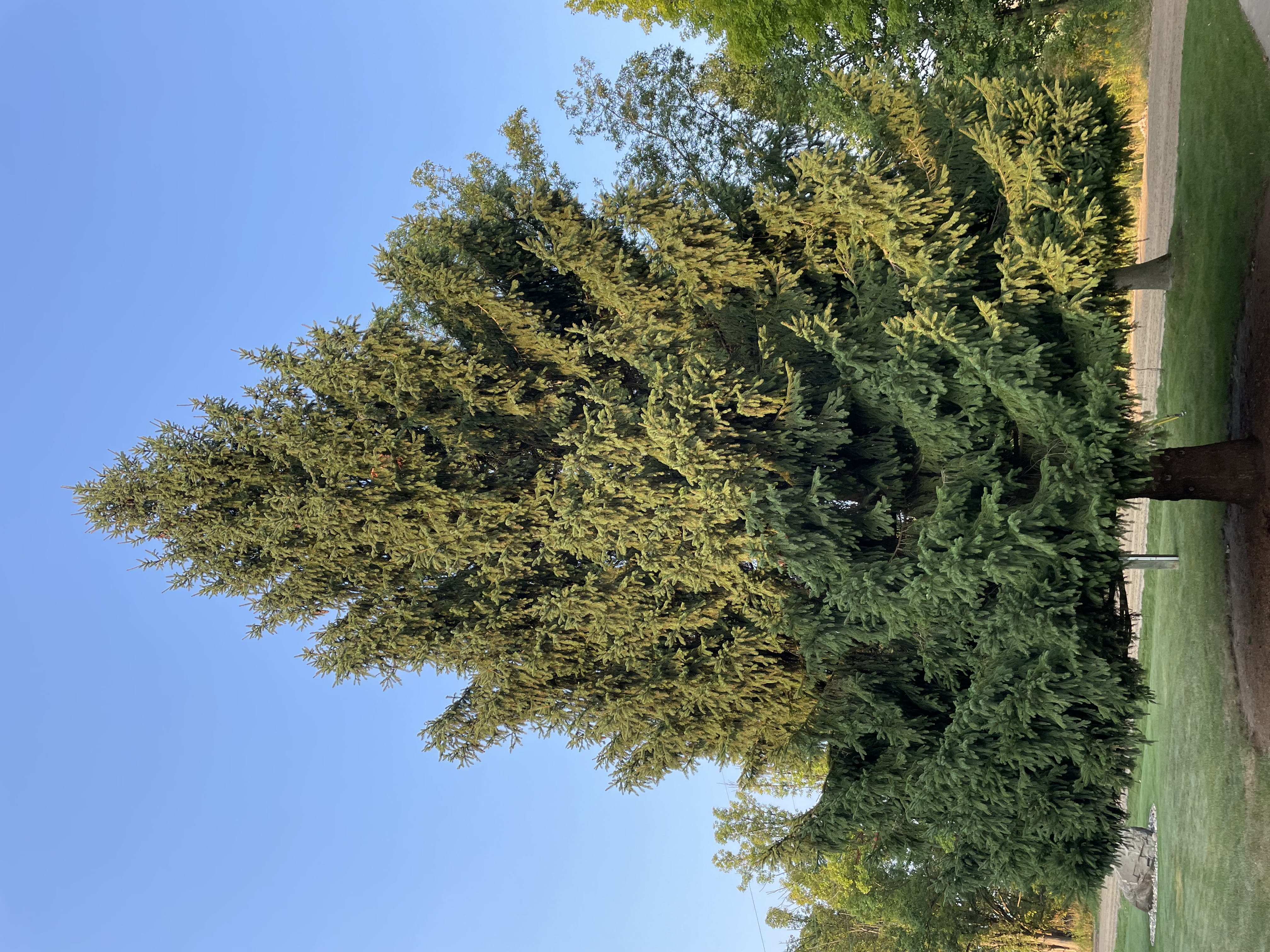 DTMB - Eagle spruce becomes State of Michigan's 38th Christmas tree