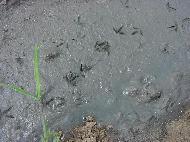 Septage Violations Photo Gallery