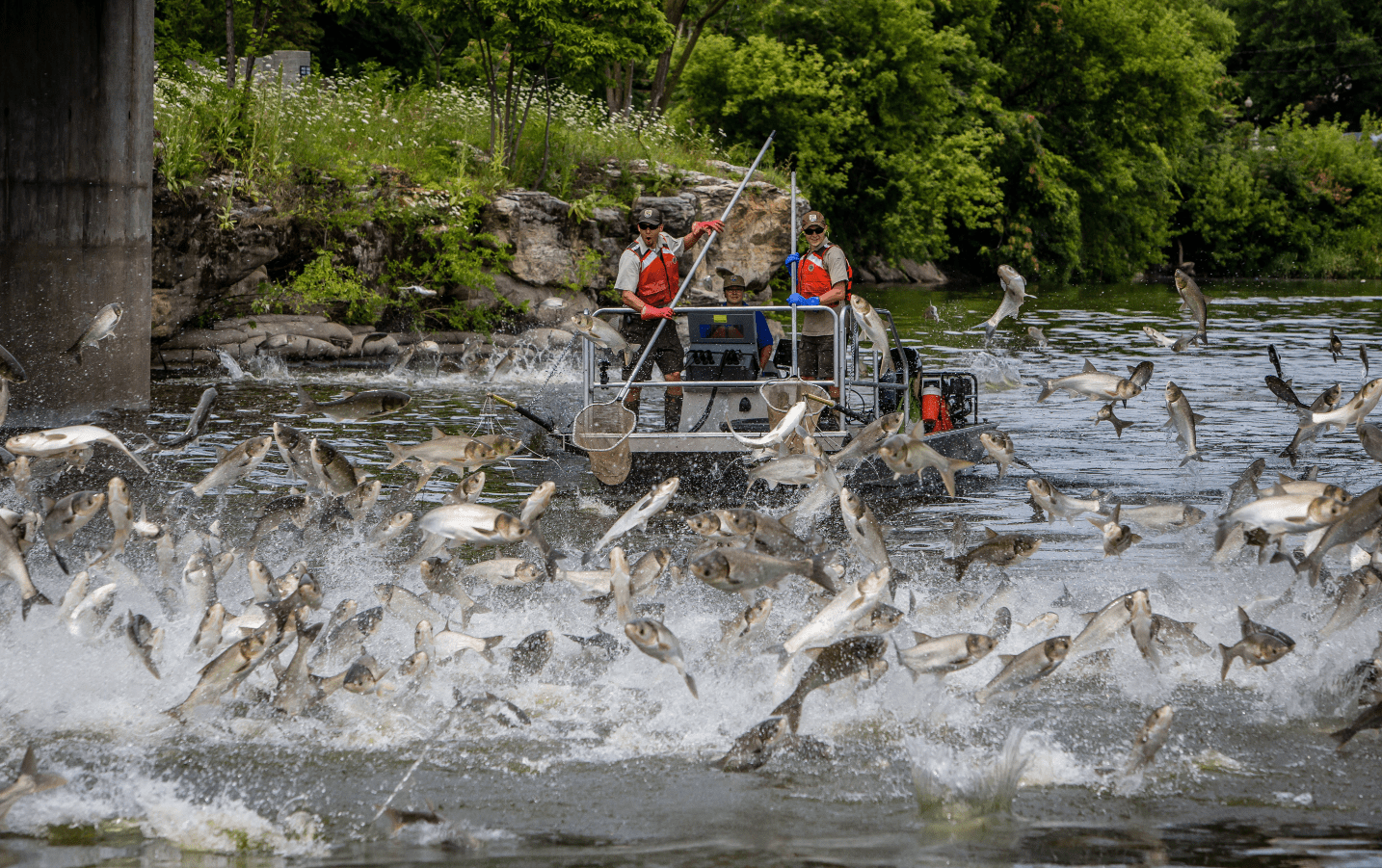 States build a roadblock for invasive carp