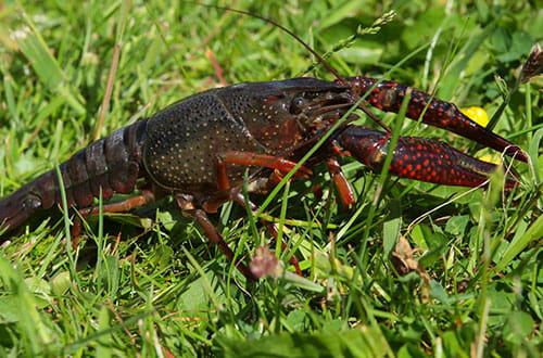 Invasive Species - Red Swamp Crayfish
