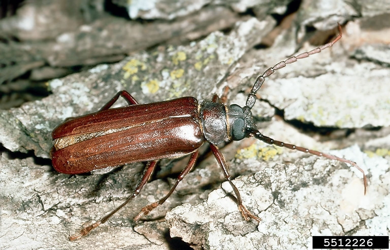 Heads up! It’s time to look for signs of the invasive Asian longhorned ...