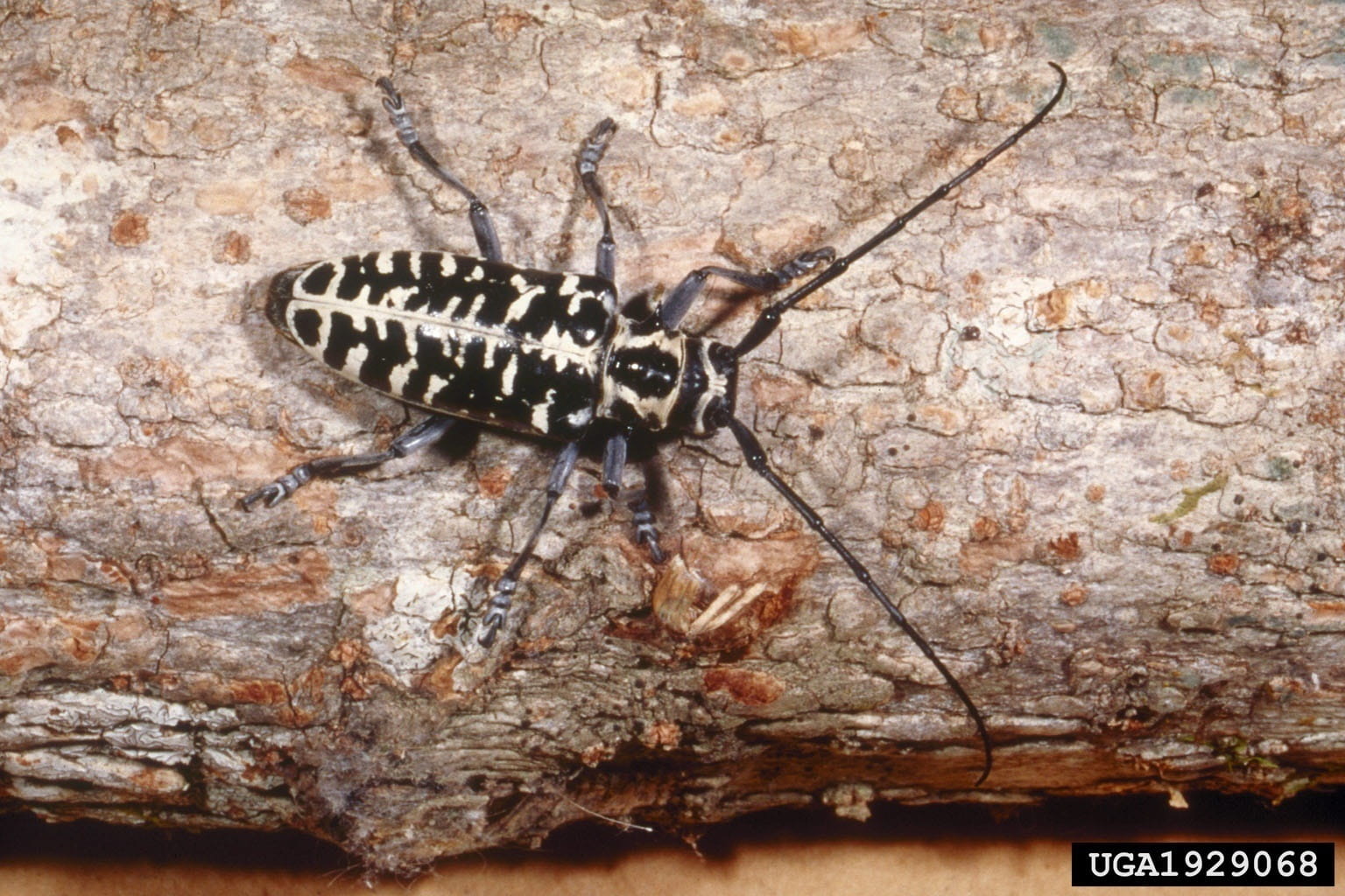 Heads up! It’s time to look for signs of the invasive Asian longhorned ...