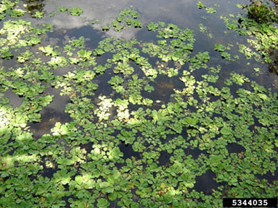 Invasive Species: Water Lettuce