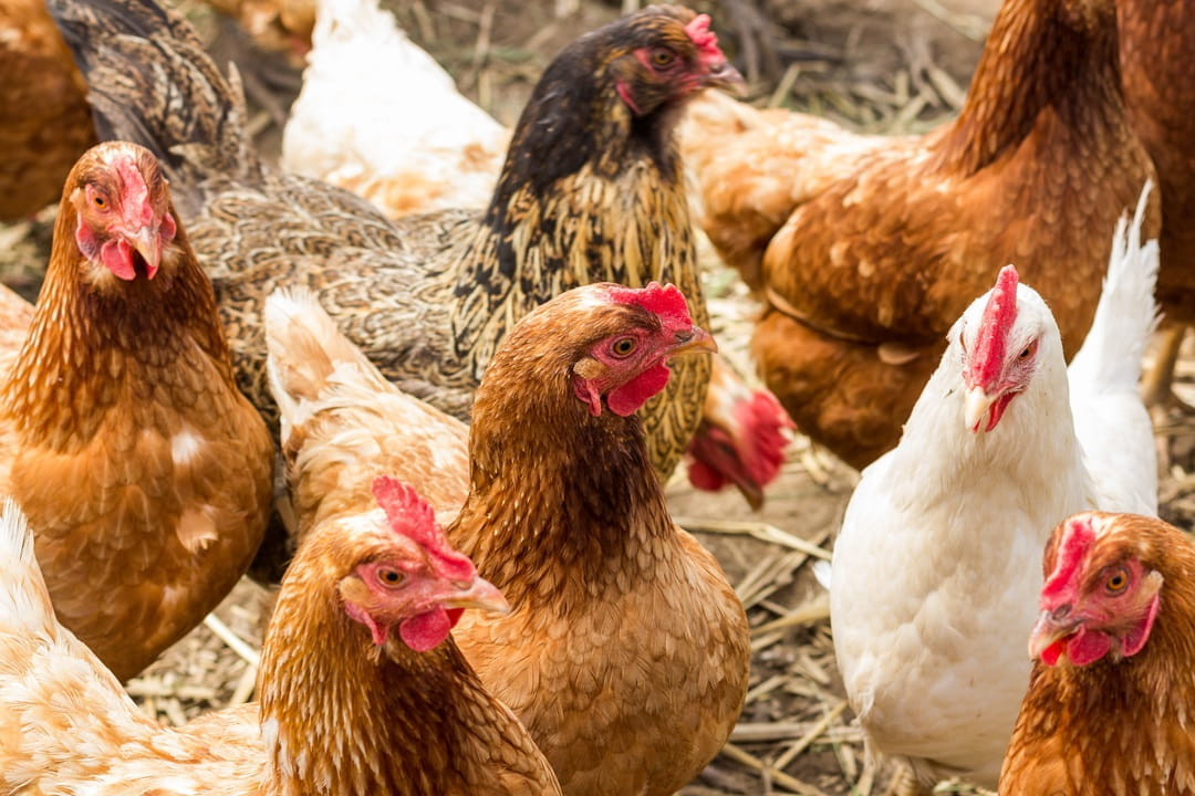 MDARD - Michigan Poultry Photos