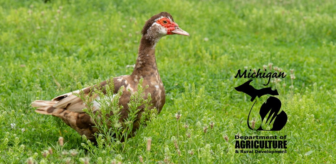 MDARD - Highly Pathogenic Avian Influenza Detected in Allegan County Flock