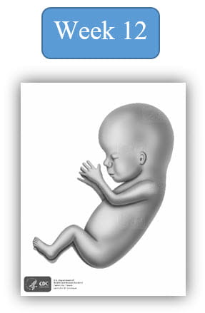 Fetal Development: Week 12