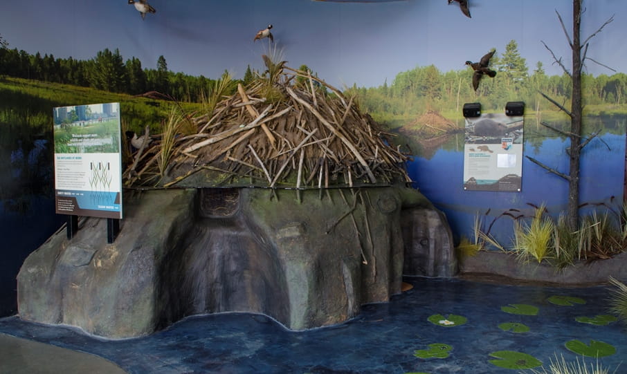 Beaver Lodge and Wetland