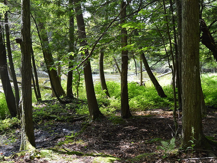 Platte River State Forest Campground